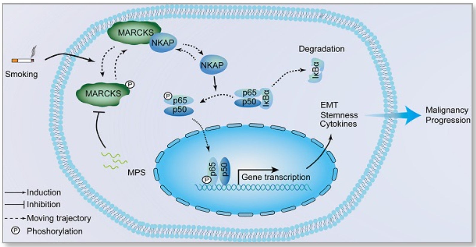 Publications - Molecular Biology & Targeted Therapeutics | Ching-Hsien Chen Lab